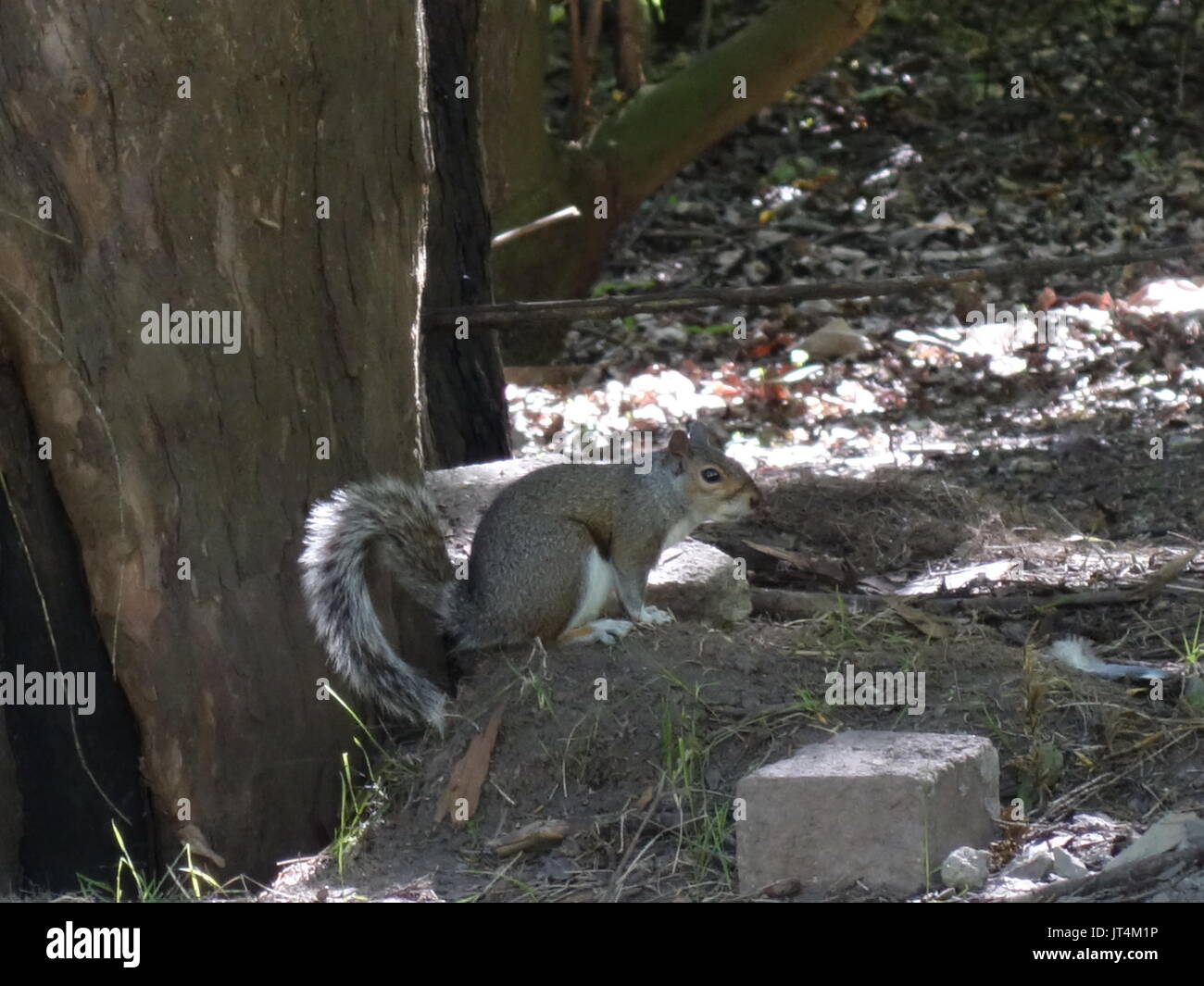 Rodentus hi-res stock photography and images - Alamy