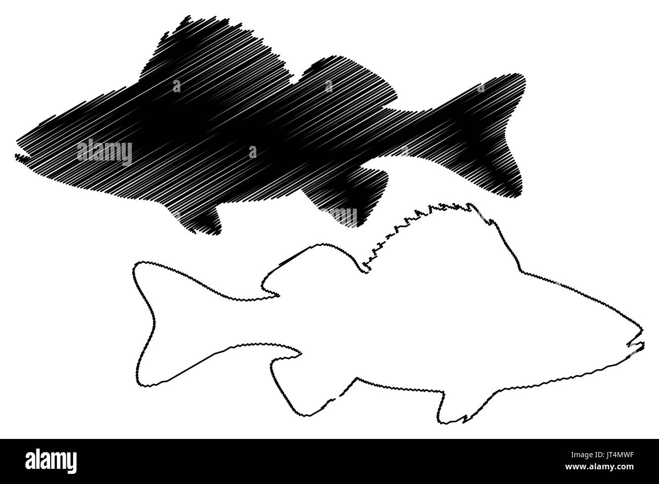 Zoology animals fish black Stock Vector Images - Alamy