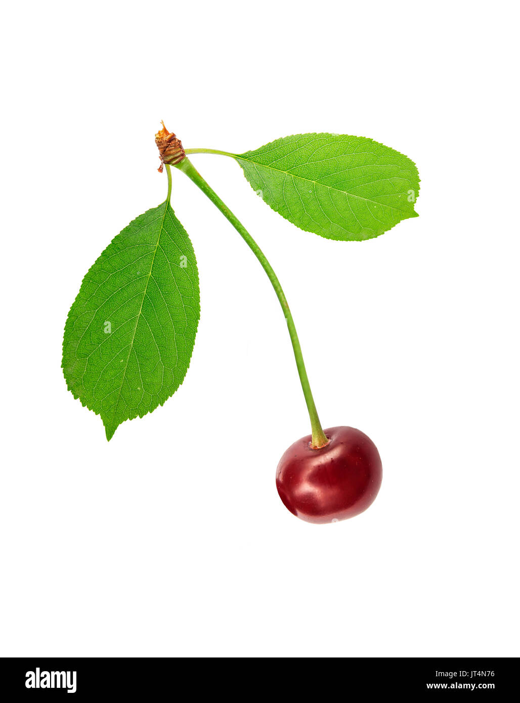Sweet fresh one cherry with green leaf isolated on white background ...