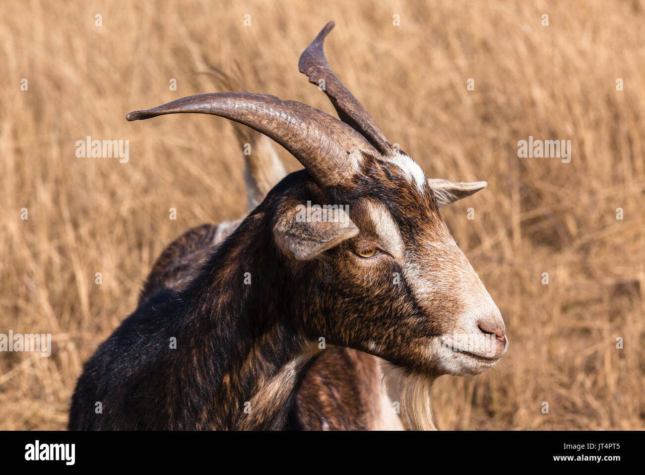 Farm goat male animal closeup head horns portrait Stock Photo - Alamy
