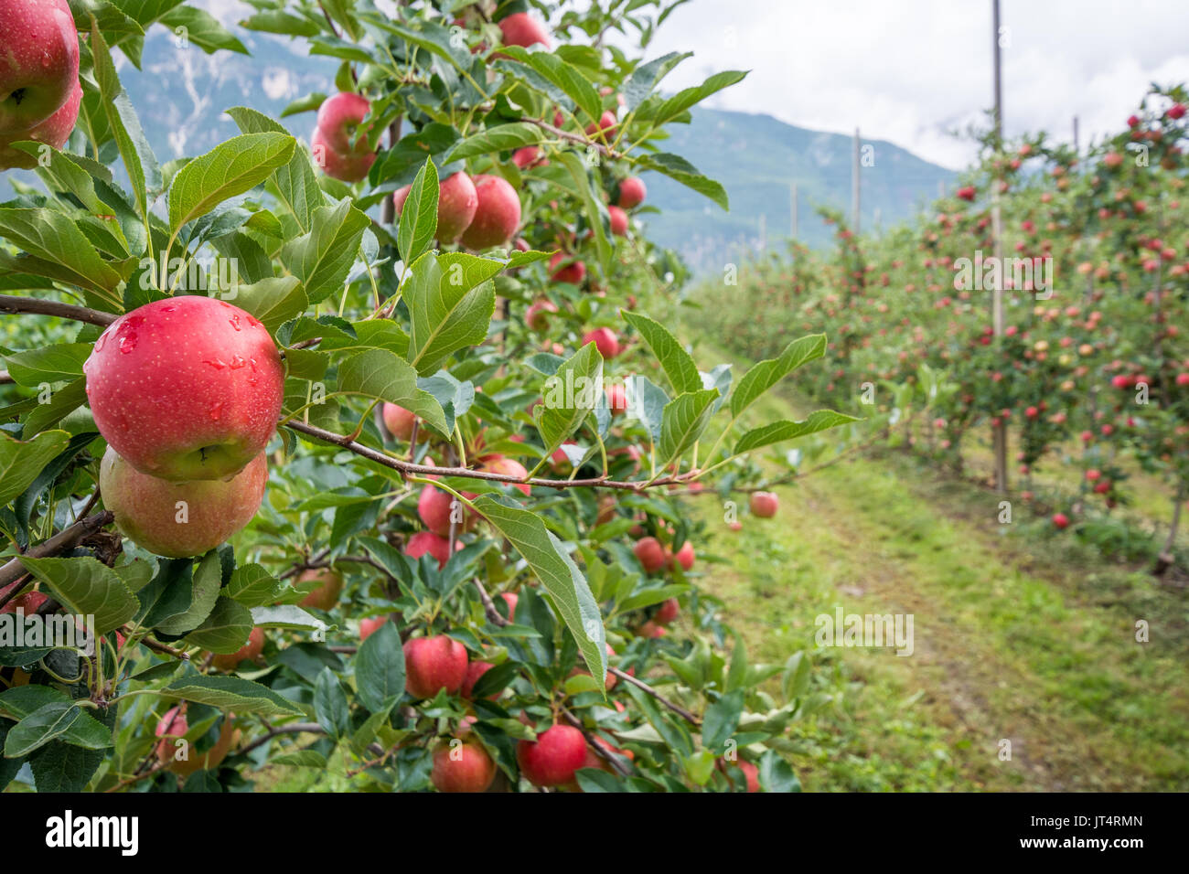 Apples hanging from a tree branch in an apple orchard of South Tyrol ...