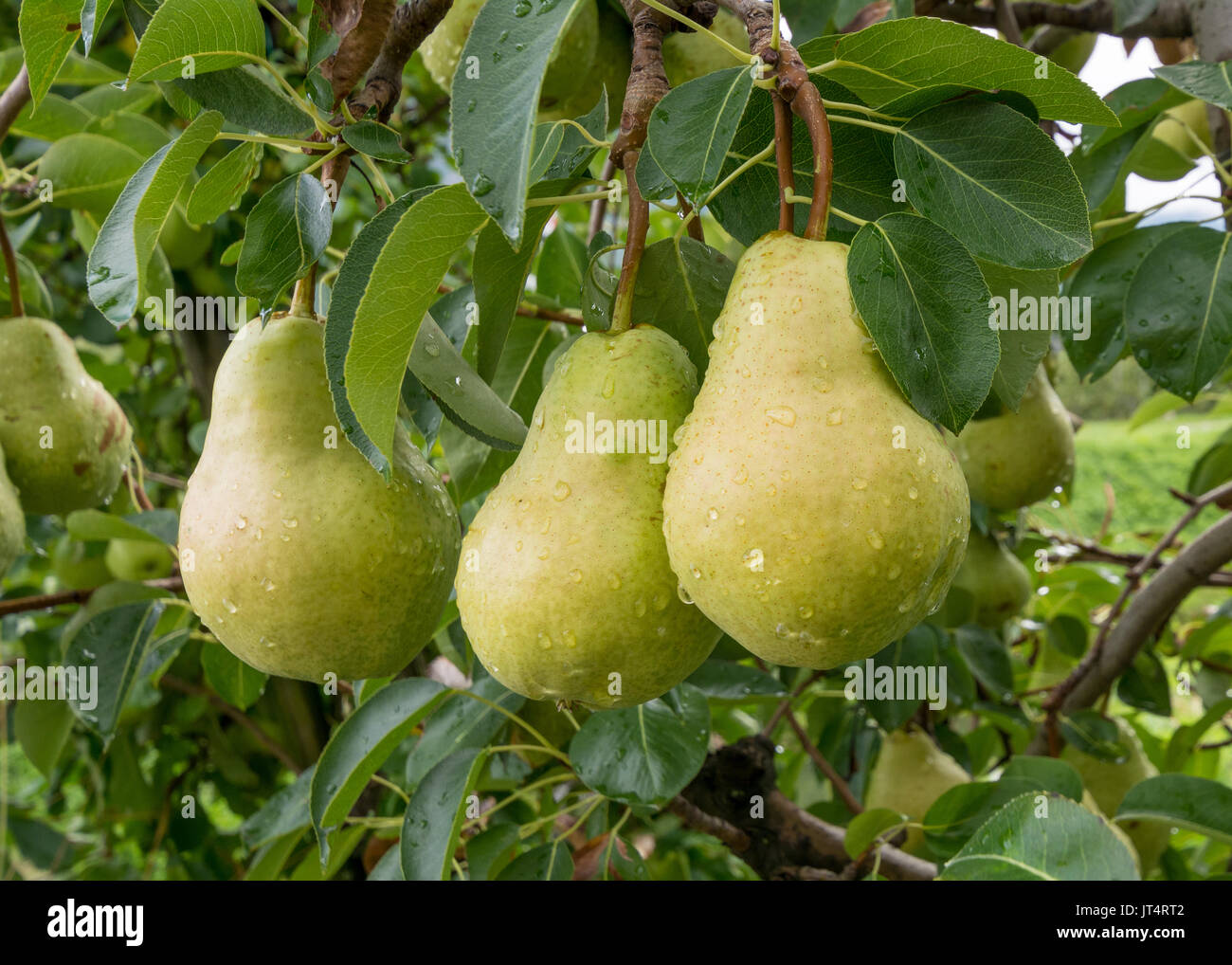 Three isolated pears hi-res stock photography and images - Alamy