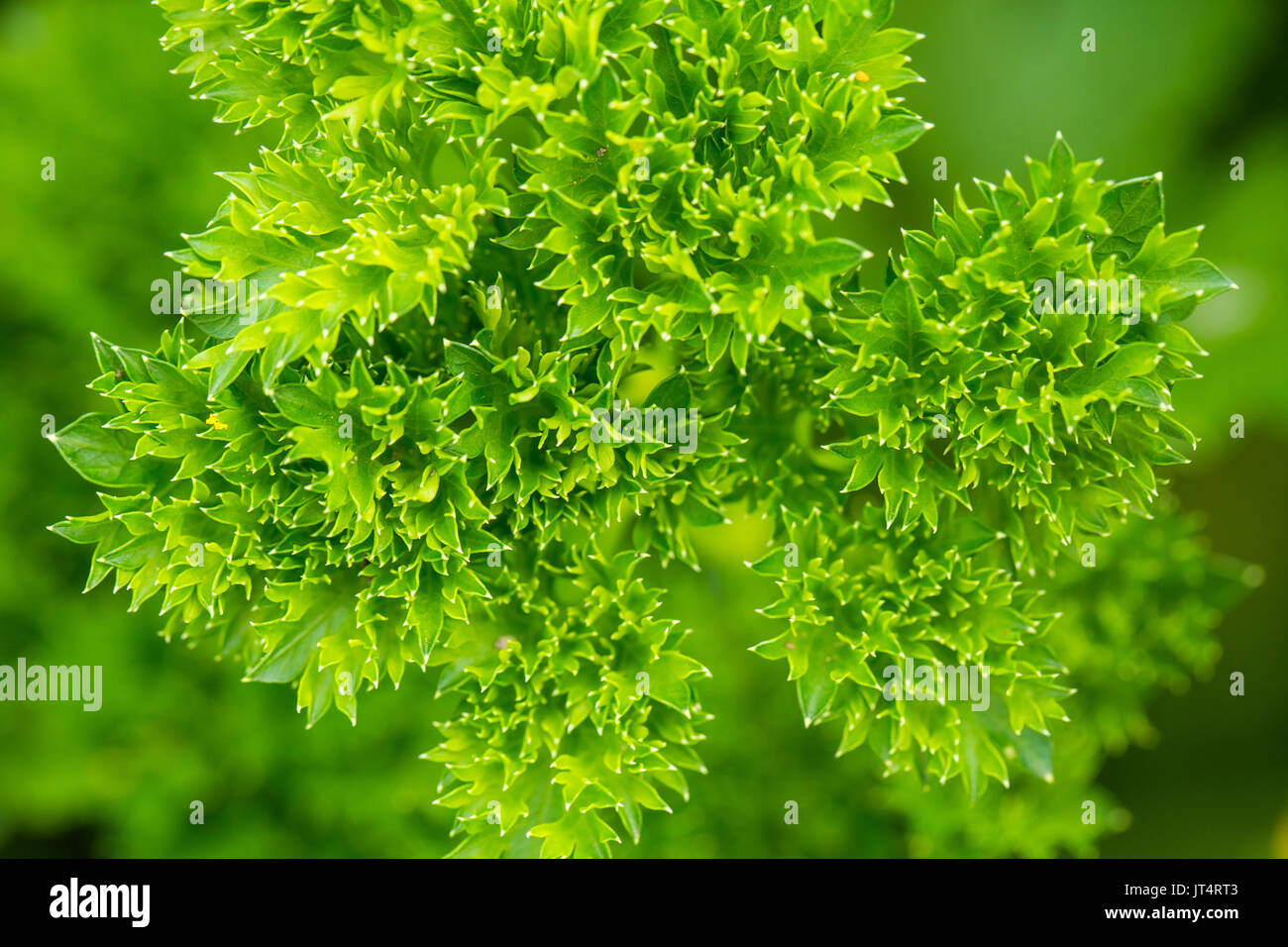 Beautiful parsley leaves in the garden. Growing spice in the summer ...