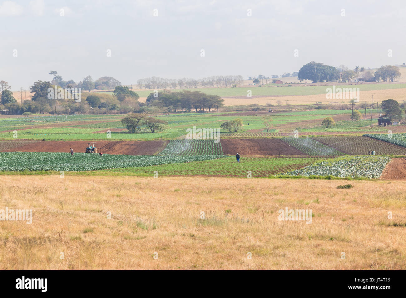 Rural countryside farming landscape vegetable fields crops Stock Photo ...