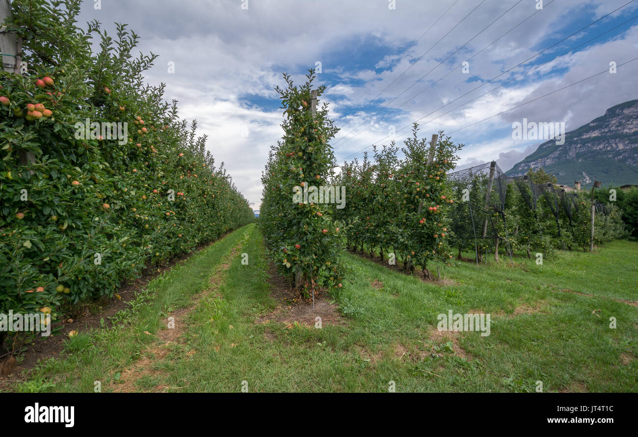 Apple orchard with ripe red apples in South Tyrol, Italy Stock Photo ...