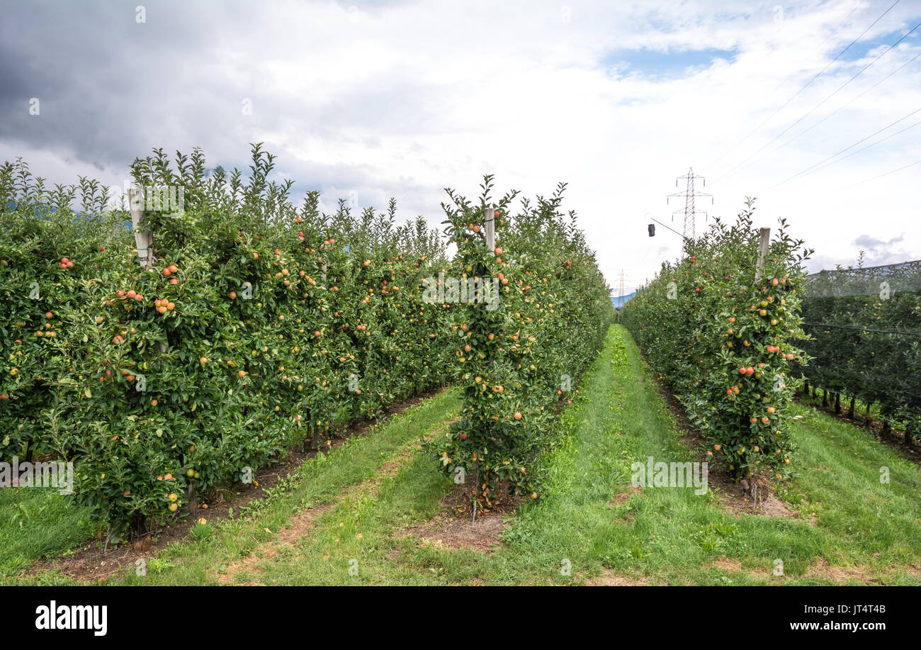 Gala apple tree hi-res stock photography and images - Alamy
