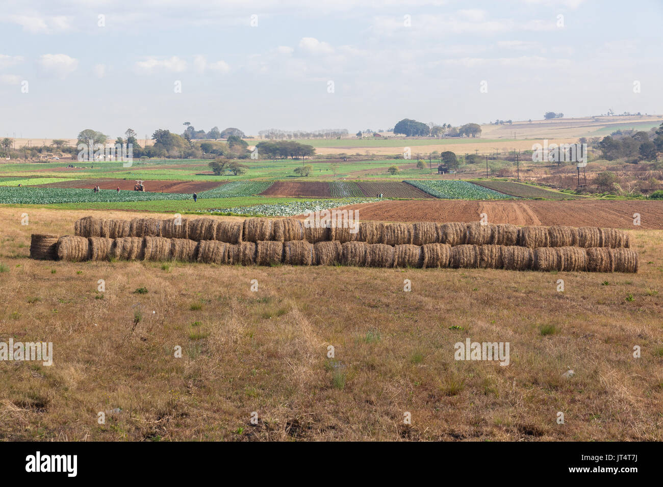 South africa farming vegetables hi-res stock photography and images - Alamy