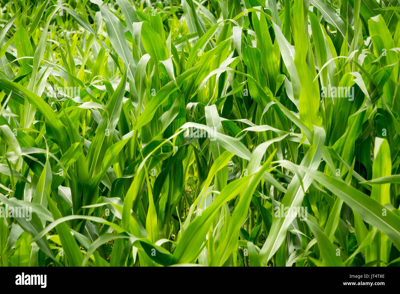 Corn agriculture. Green nature. Rural field on farm land in summer ...