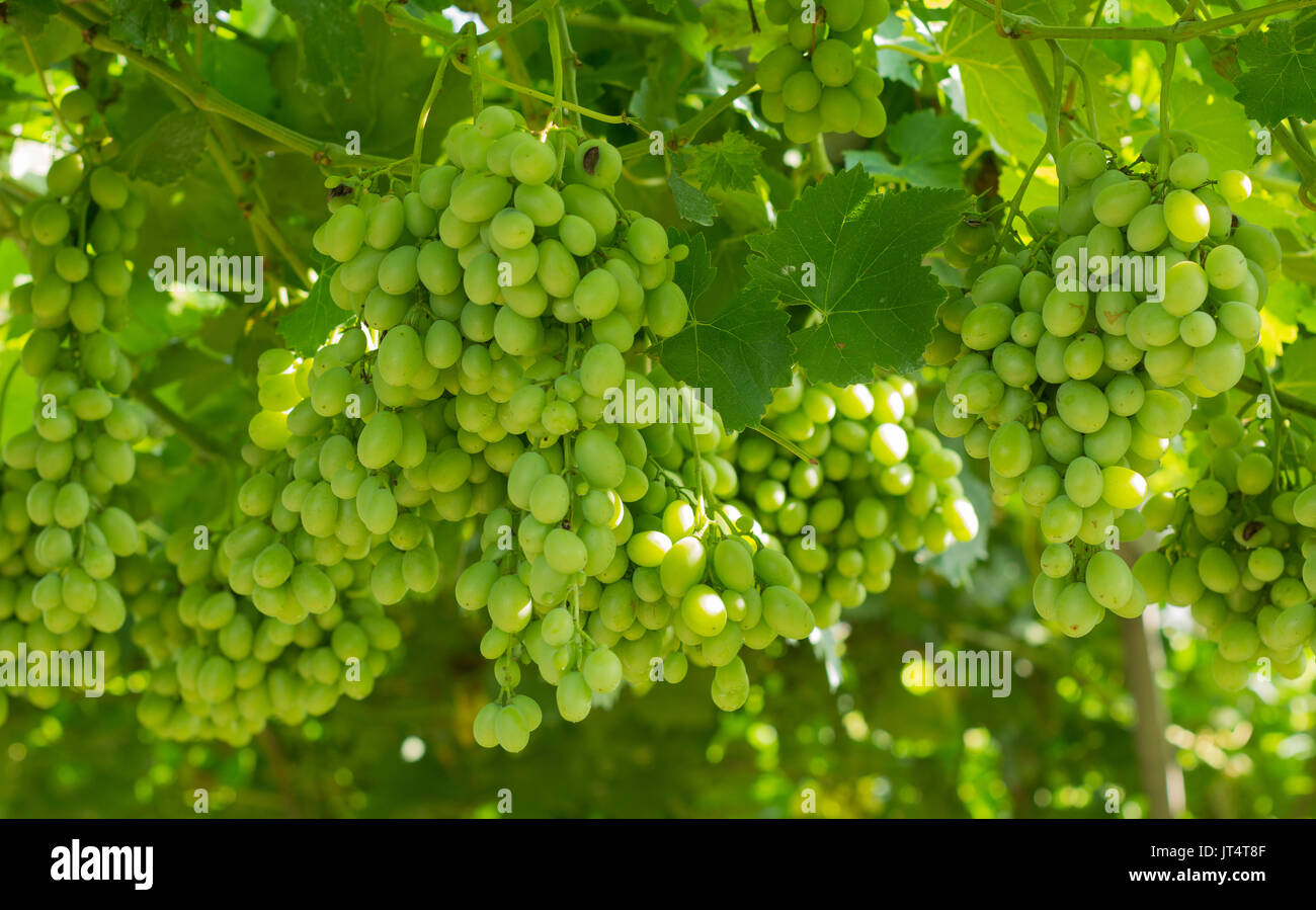 White grapes in the vineyard. Sweet table grapes Stock Photo - Alamy