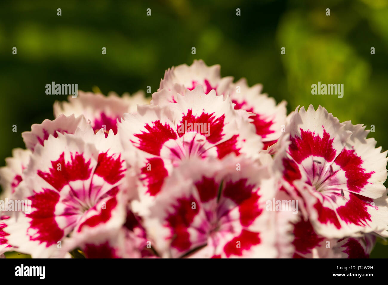 Beautiful ping flowers growing in the garden. Vibrant summer scenery ...