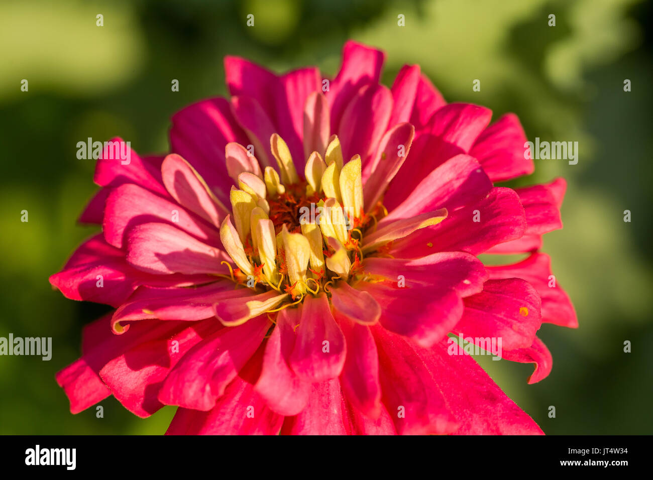 Beautiful ping flowers growing in the garden. Vibrant summer scenery ...