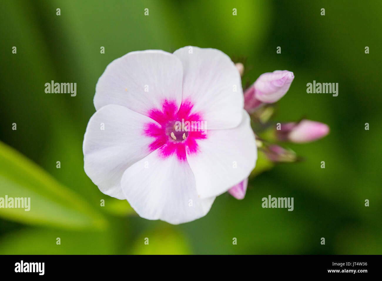 Beautiful ping flowers growing in the garden. Vibrant summer scenery ...