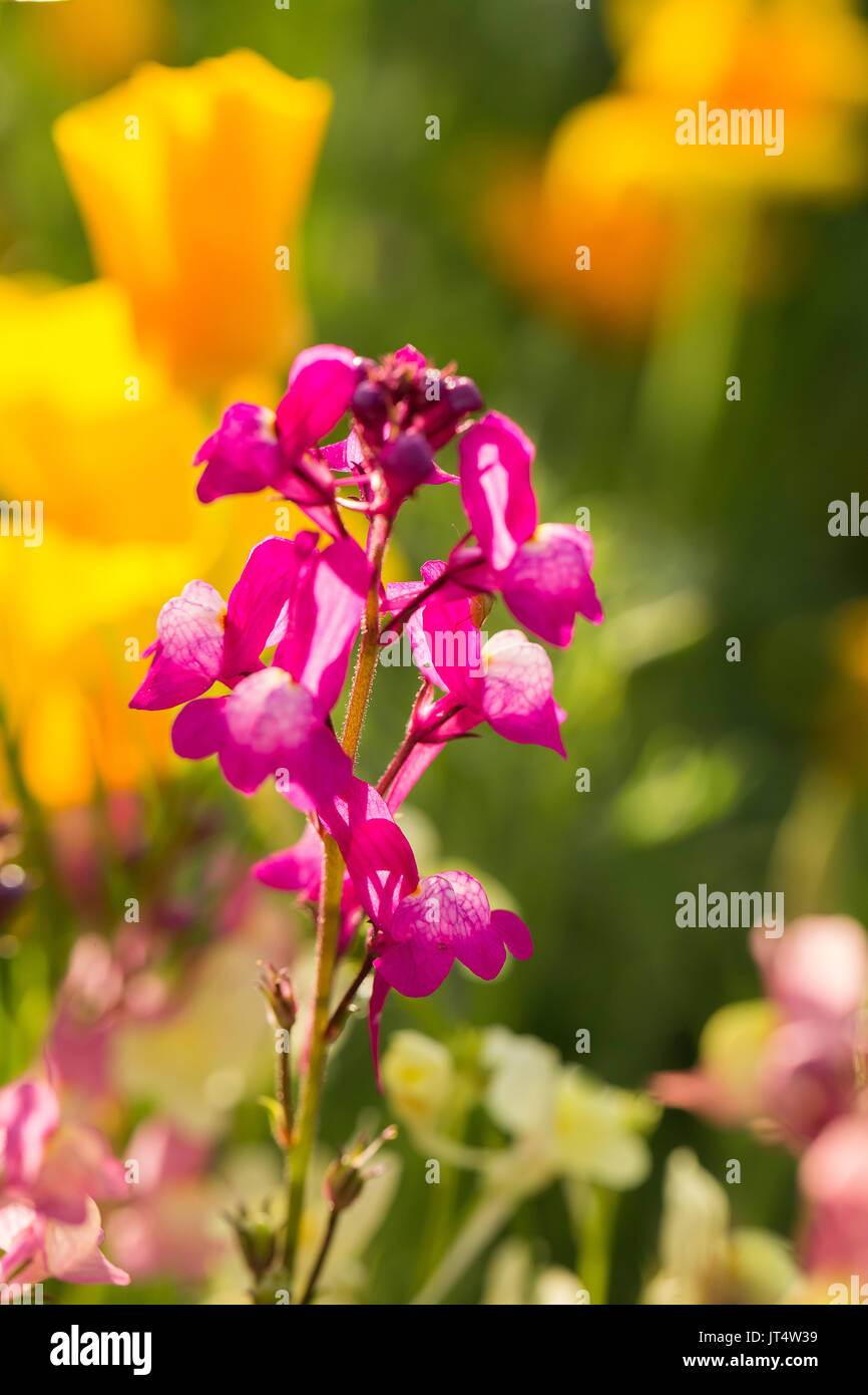 Beautiful ping flowers growing in the garden. Vibrant summer scenery ...