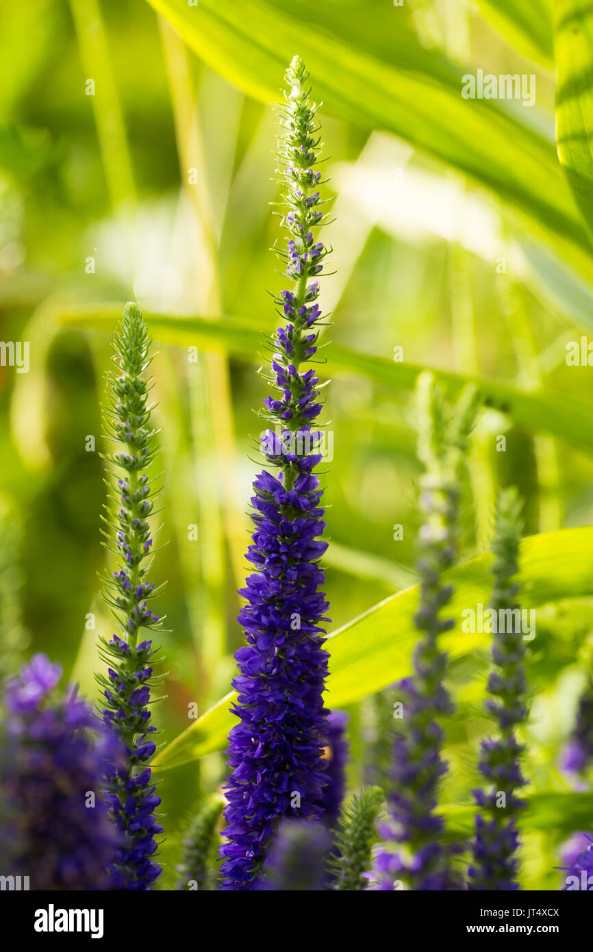 Beautiful purple flowers growing in the garden. Blue flowers in a sunny ...