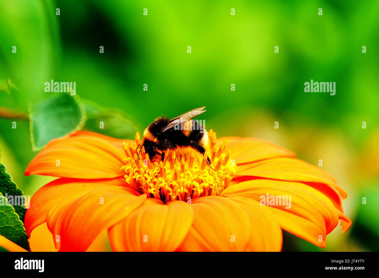 Orange bee hi-res stock photography and images - Alamy