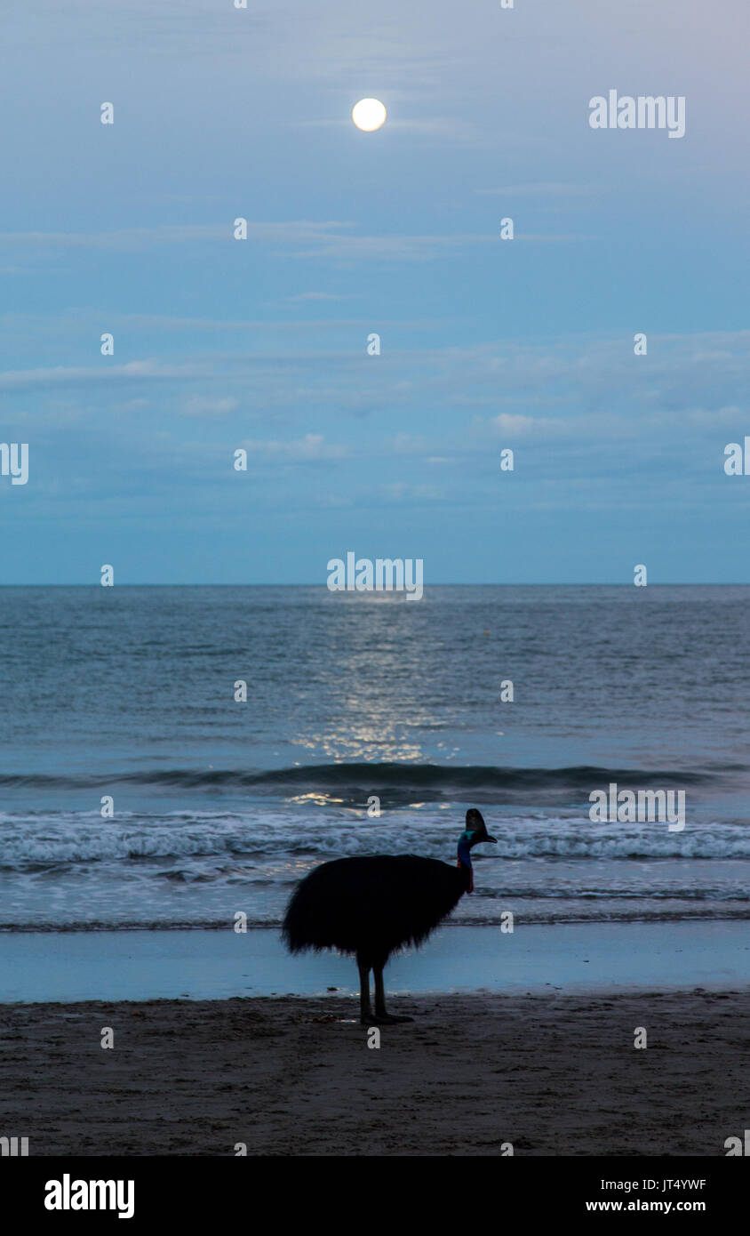 Southern cassowary on beach hi-res stock photography and images - Alamy