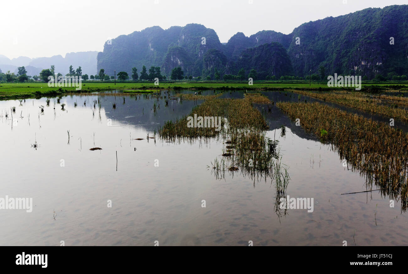 Rice fields tam coc hi-res stock photography and images - Alamy