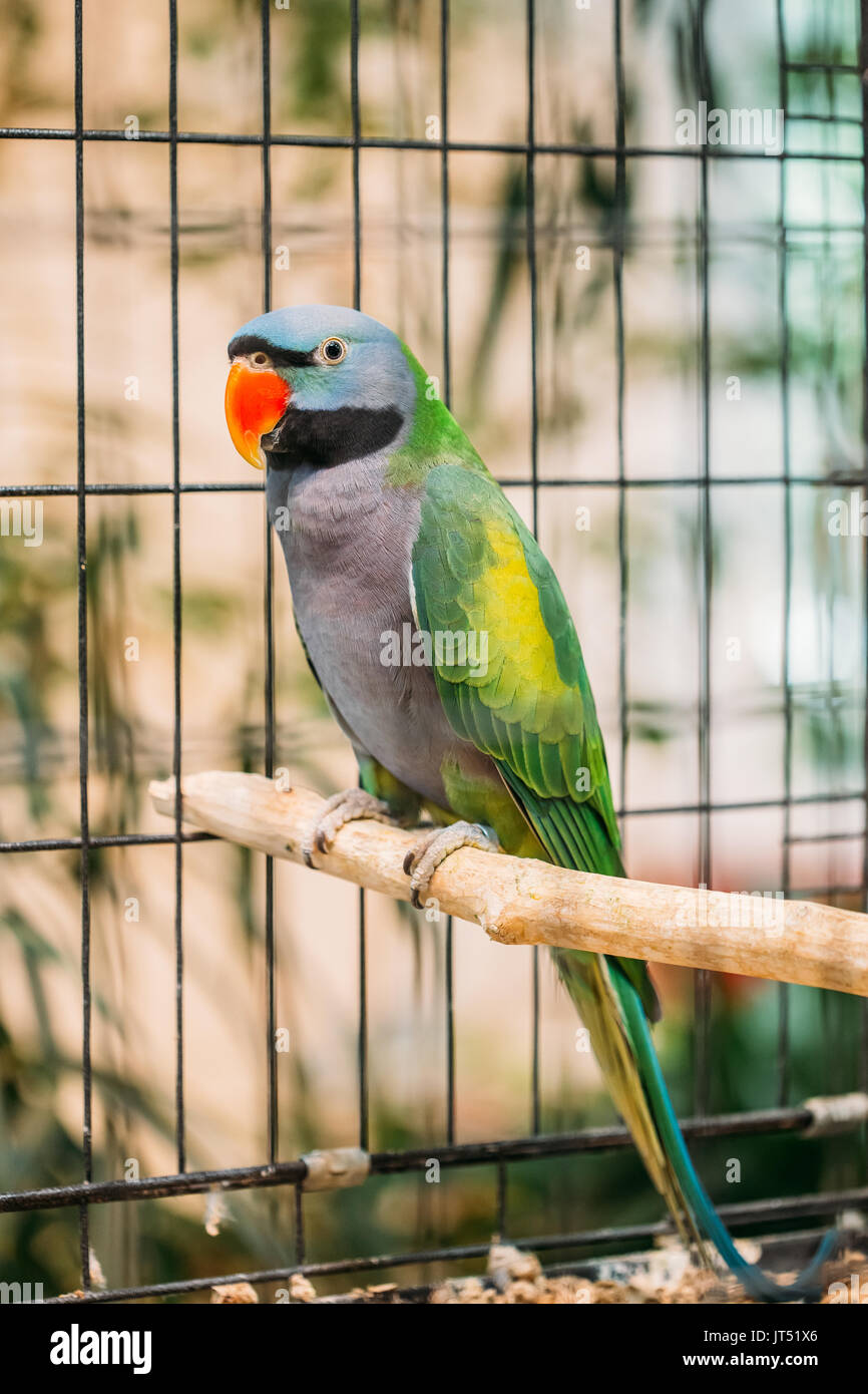 Lord Derby's Parakeet Or Psittacula Derbiana, Also Known As Derbyan ...