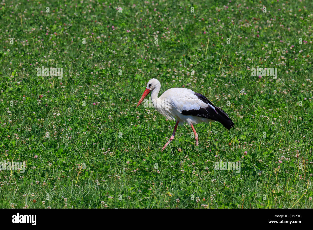 Feather of stork hi-res stock photography and images - Alamy