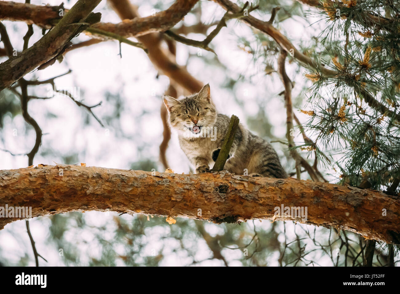 Screaming Meowing Adult Cat On A Pine Tree Branch At Spring Season ...
