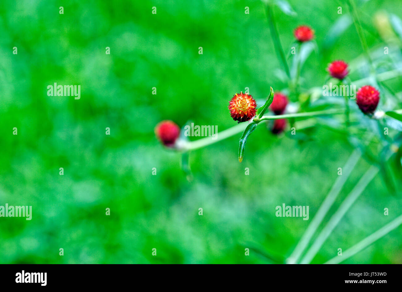 Hanoi Temple Pond Stock Photo - Alamy