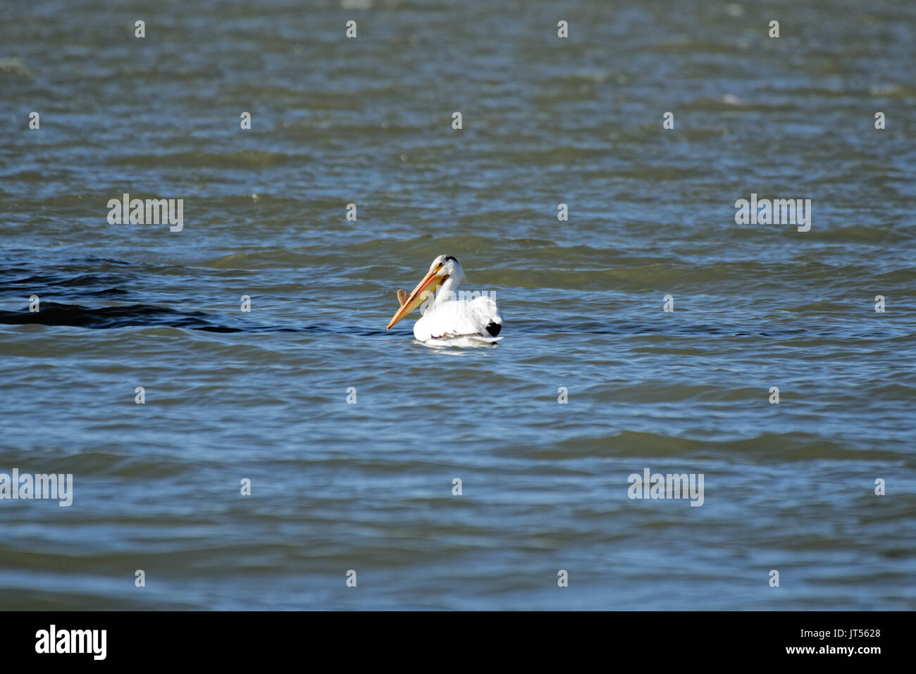 Deformed Bird High Resolution Stock Photography and Images - Alamy