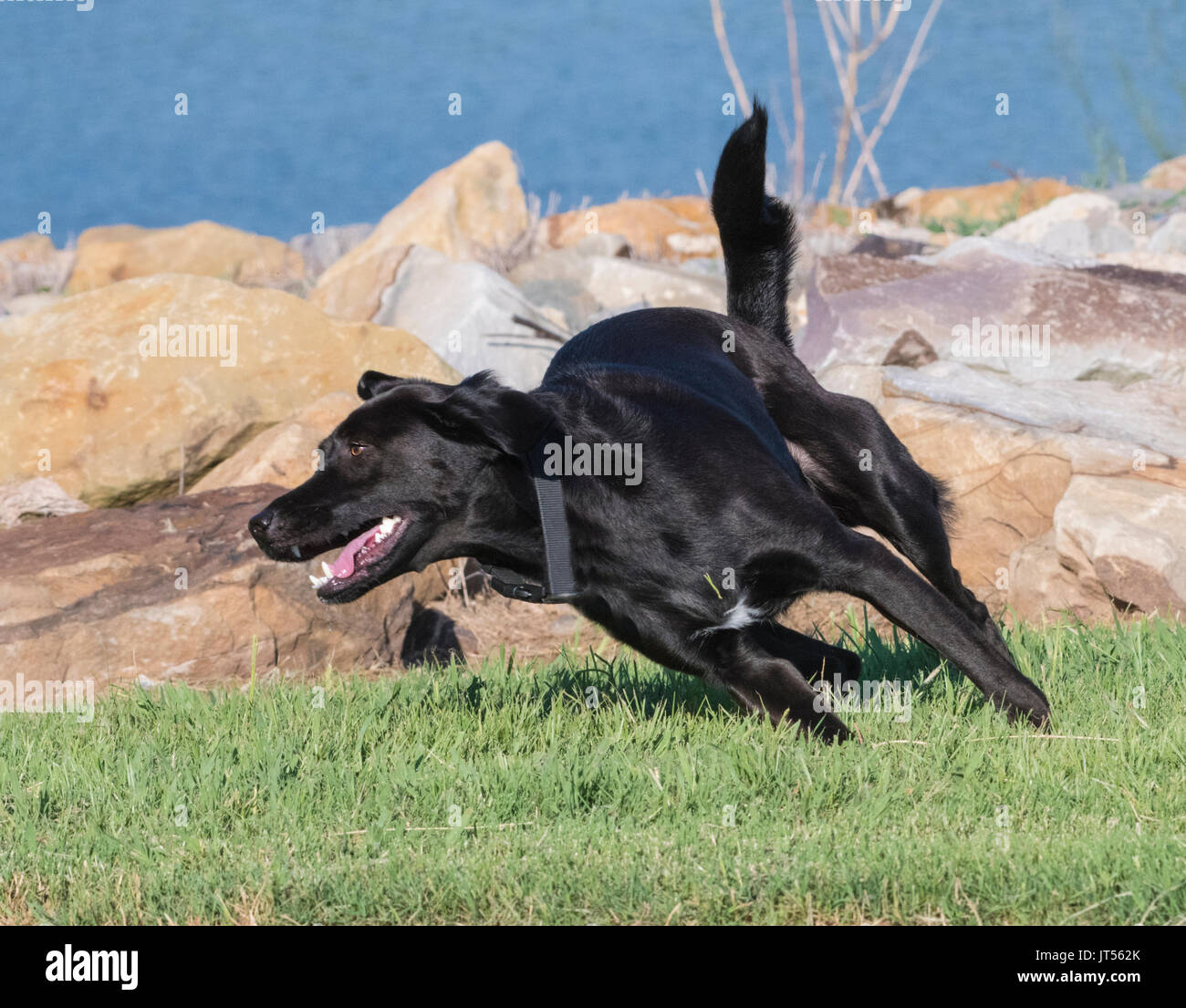 Happy black labrador hi-res stock photography and images - Alamy