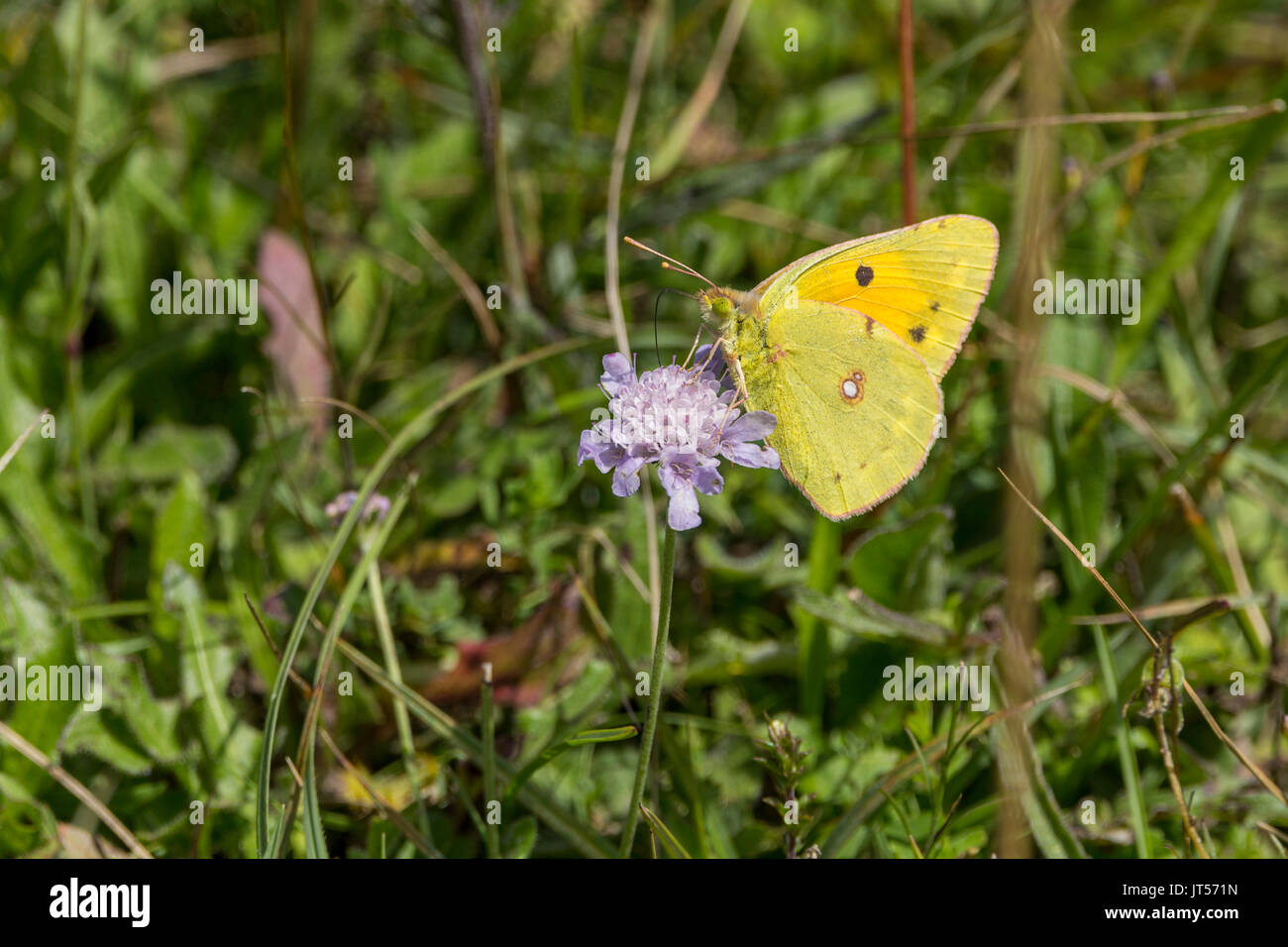 Clouded yellow or Colias croceus butterfly in landscape format with ...