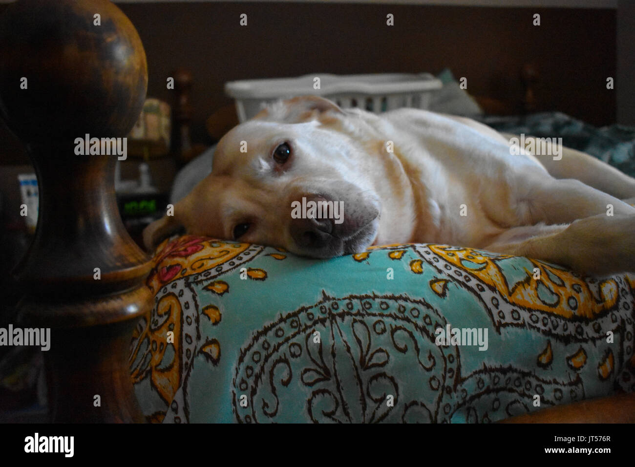 Golden Labrador Relaxing Stock Photo - Alamy