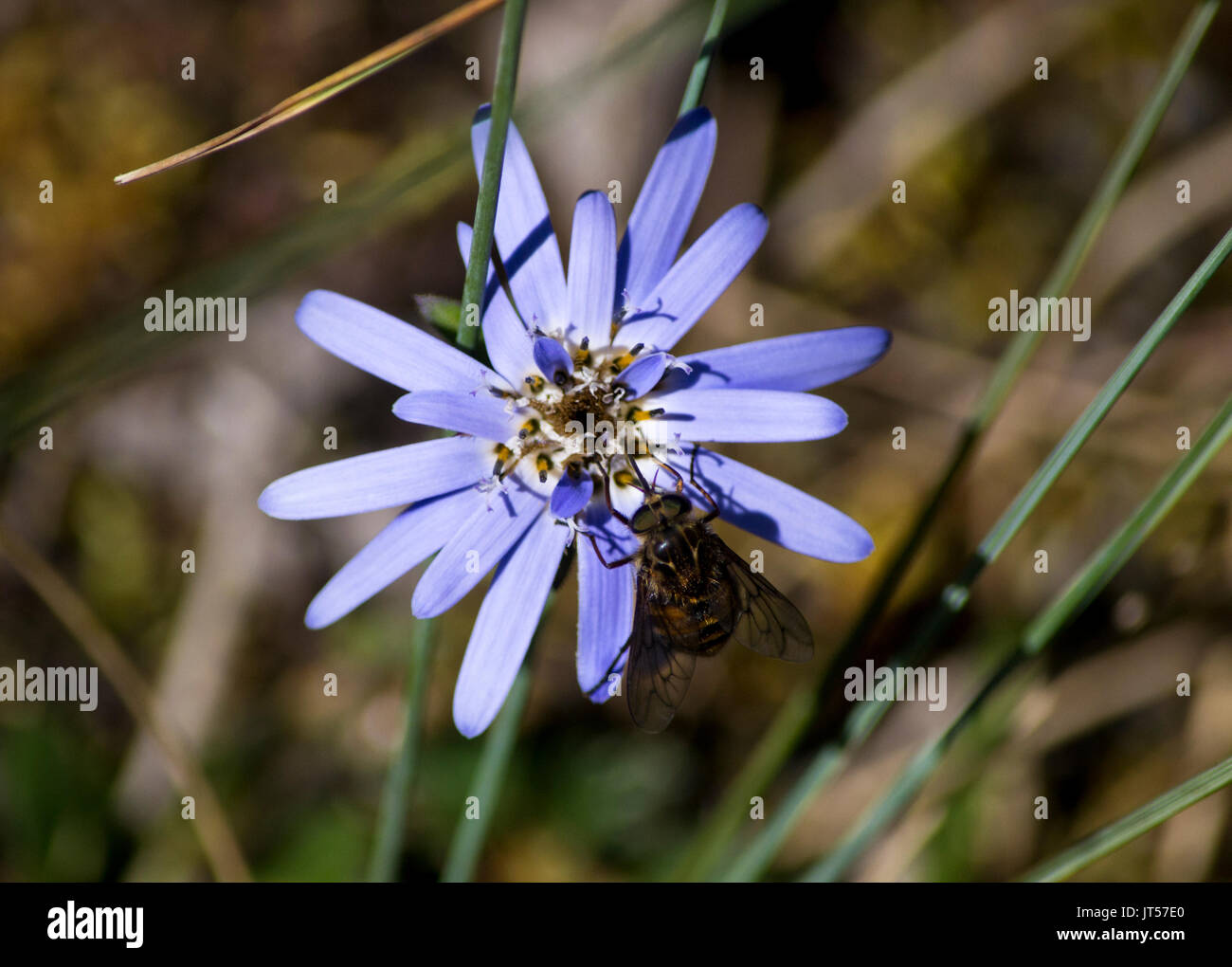 Fly landing on a beautiful blue flower Stock Photo - Alamy