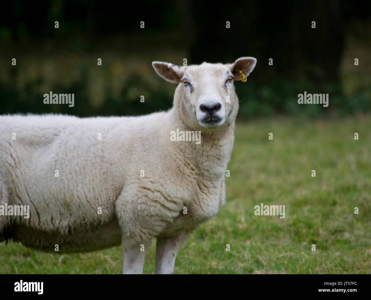 Artistic shots hi-res stock photography and images - Alamy