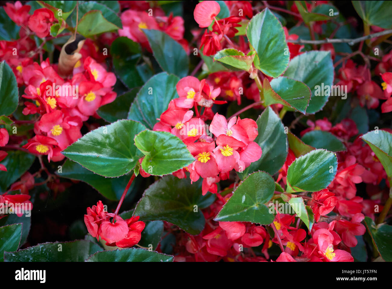 Botany begoniaceae hybrid hi-res stock photography and images - Alamy