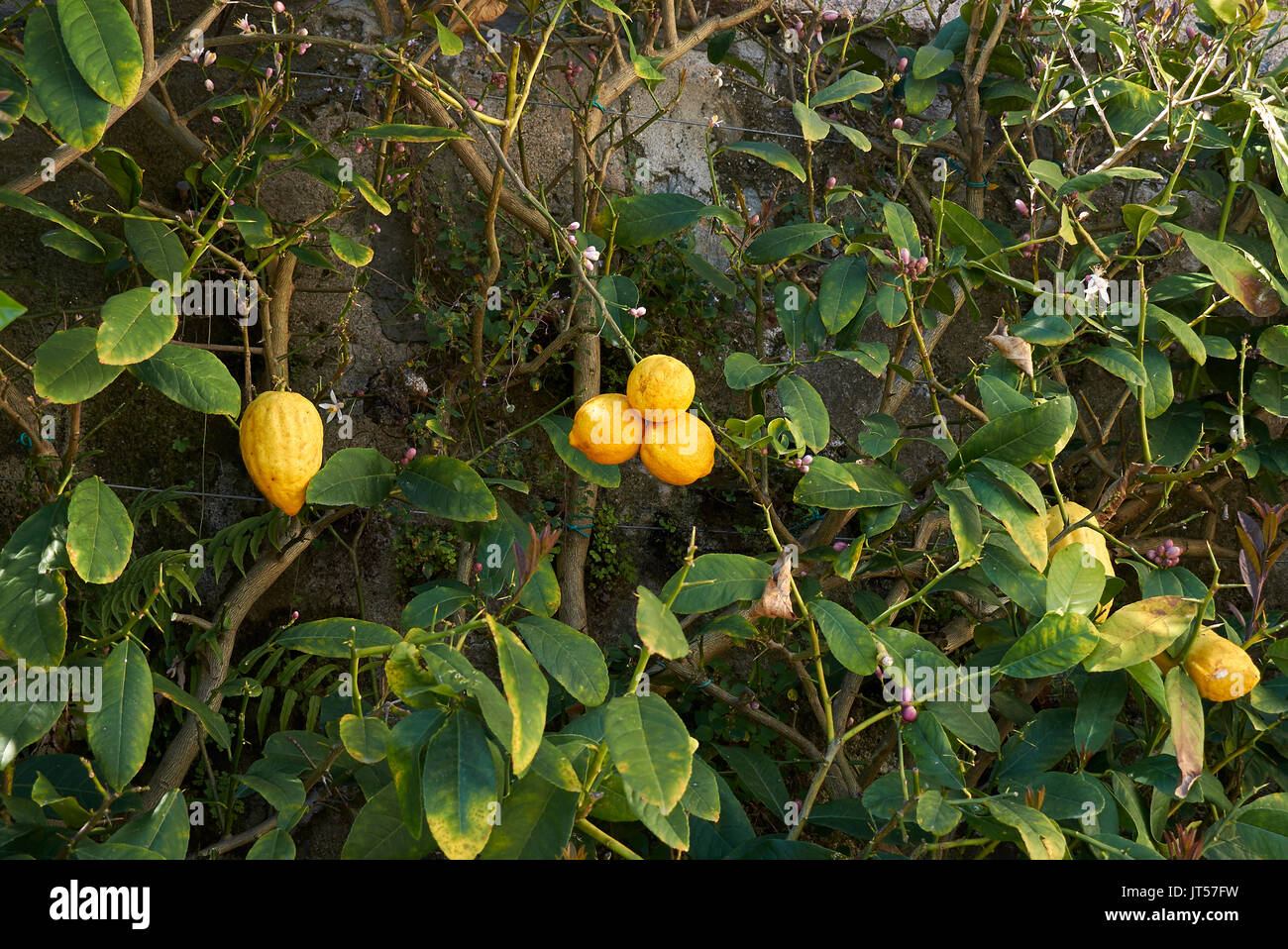 Lemon tree citrus limon hi-res stock photography and images - Alamy