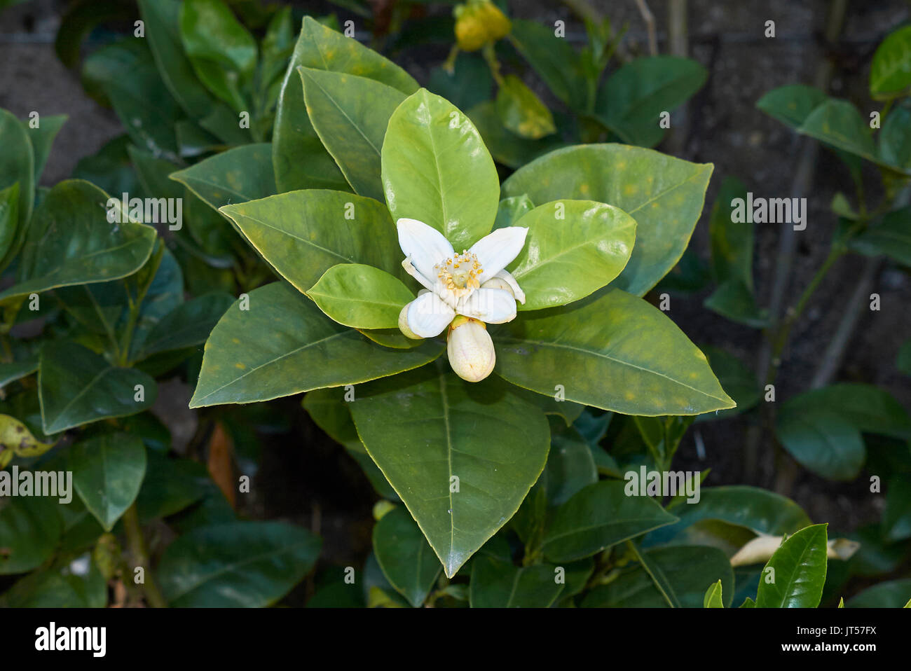 Pommelo flowers citrus grandis hi-res stock photography and images - Alamy