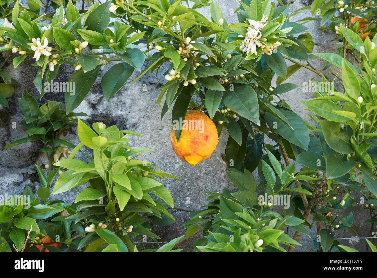Citron Tree High Resolution Stock Photography and Images - Alamy