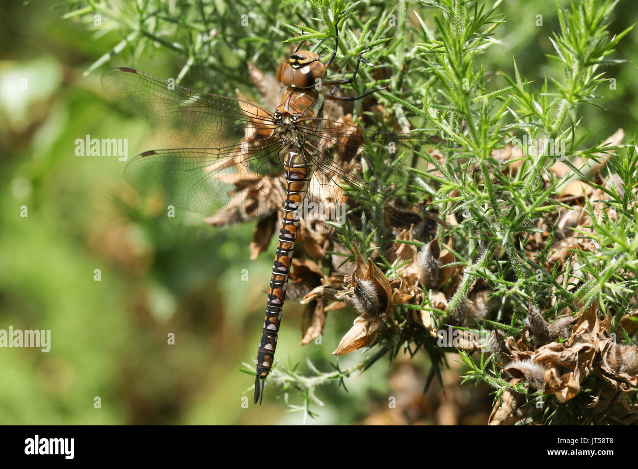 A Migrant Hawker Dragonfly (Aeshna mixta) perched on a Gorse bush Stock ...