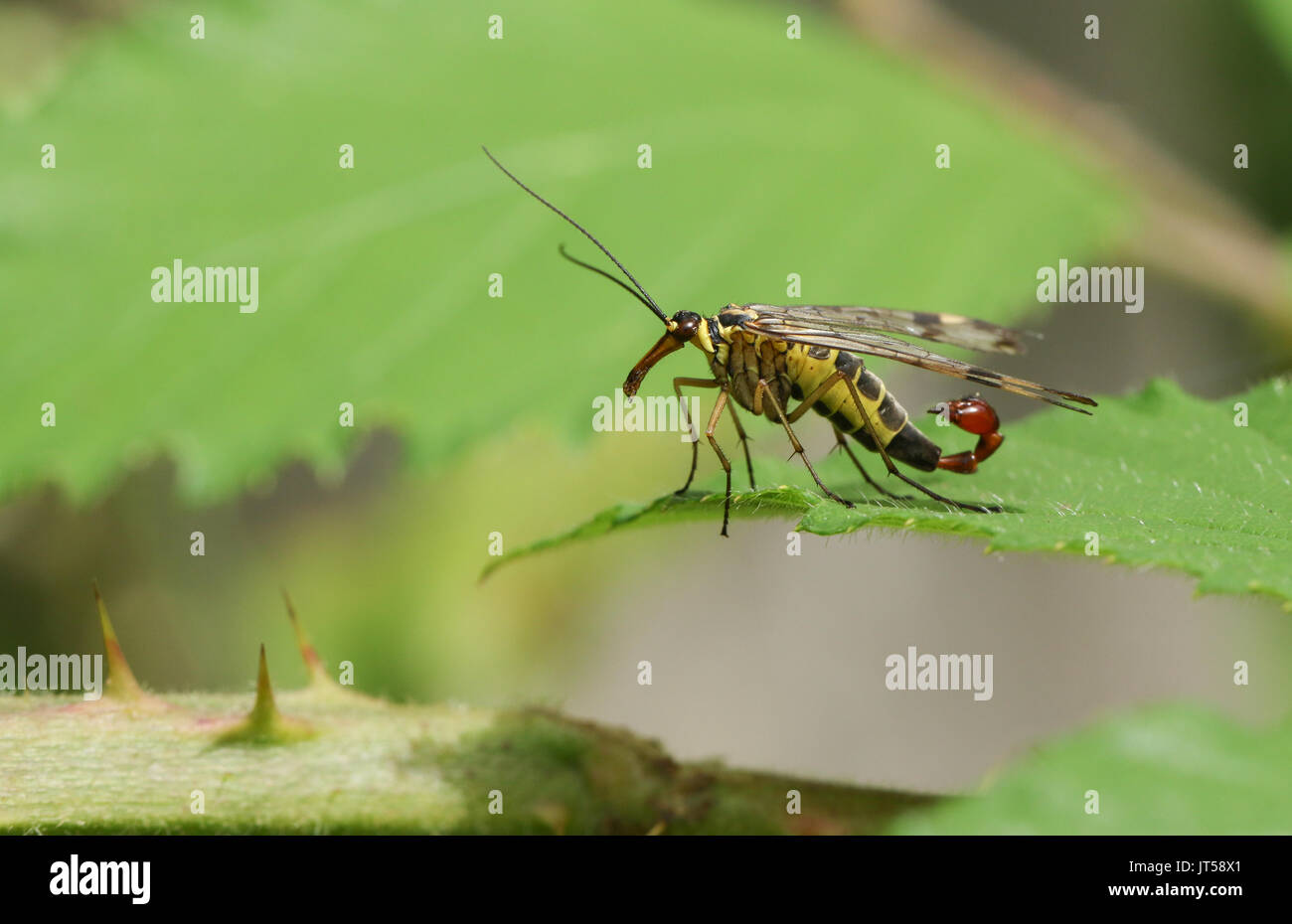 A male Scorpion Fly (Panorpa communis) perched on a leaf Stock Photo ...
