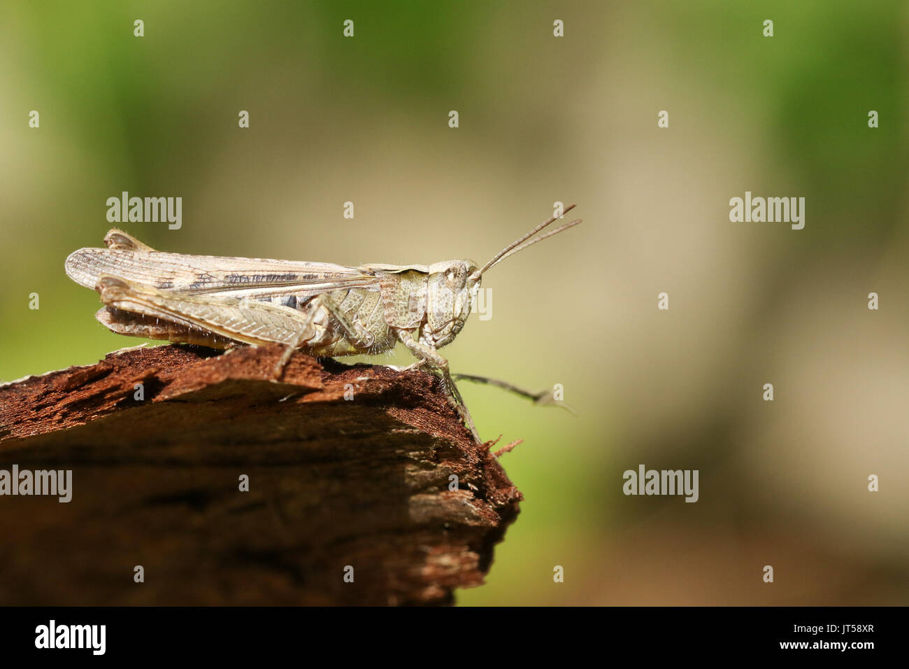 A pretty Common Field Grasshopper (Chorthippus brunneus) perched on a ...