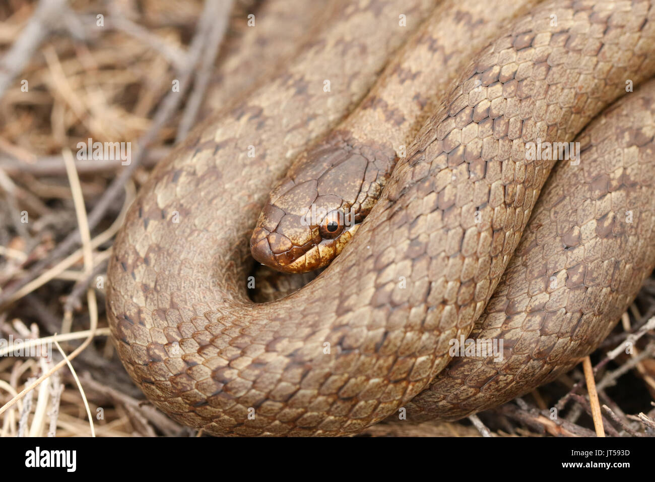 A head shot of a rare Smooth Snake (Coronella austriaca) coiled in the ...