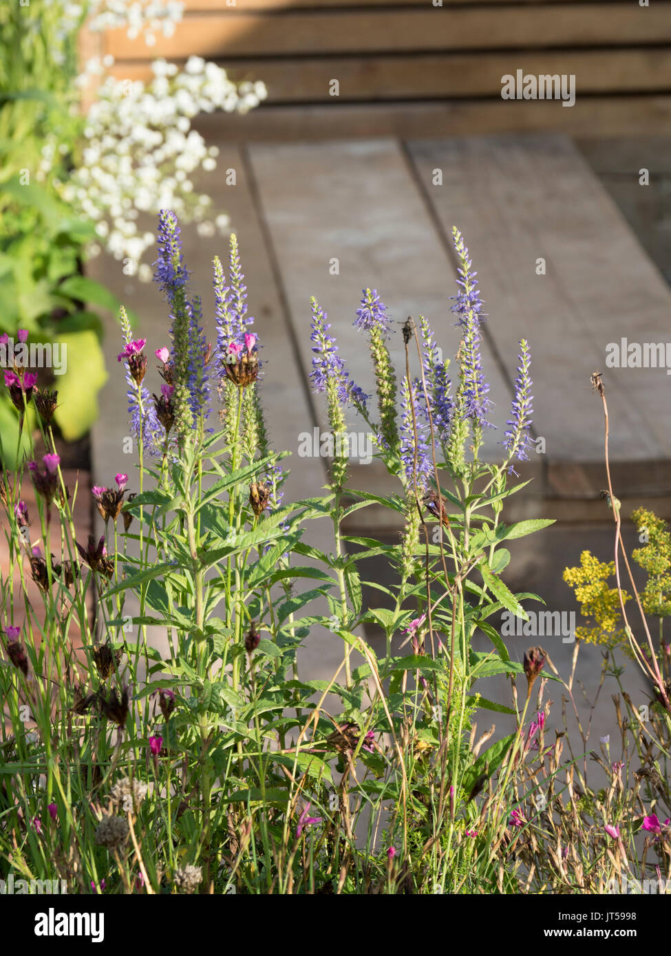 Arrange : Rearrange show garden designed by Anna Rhodes and Joshua ...