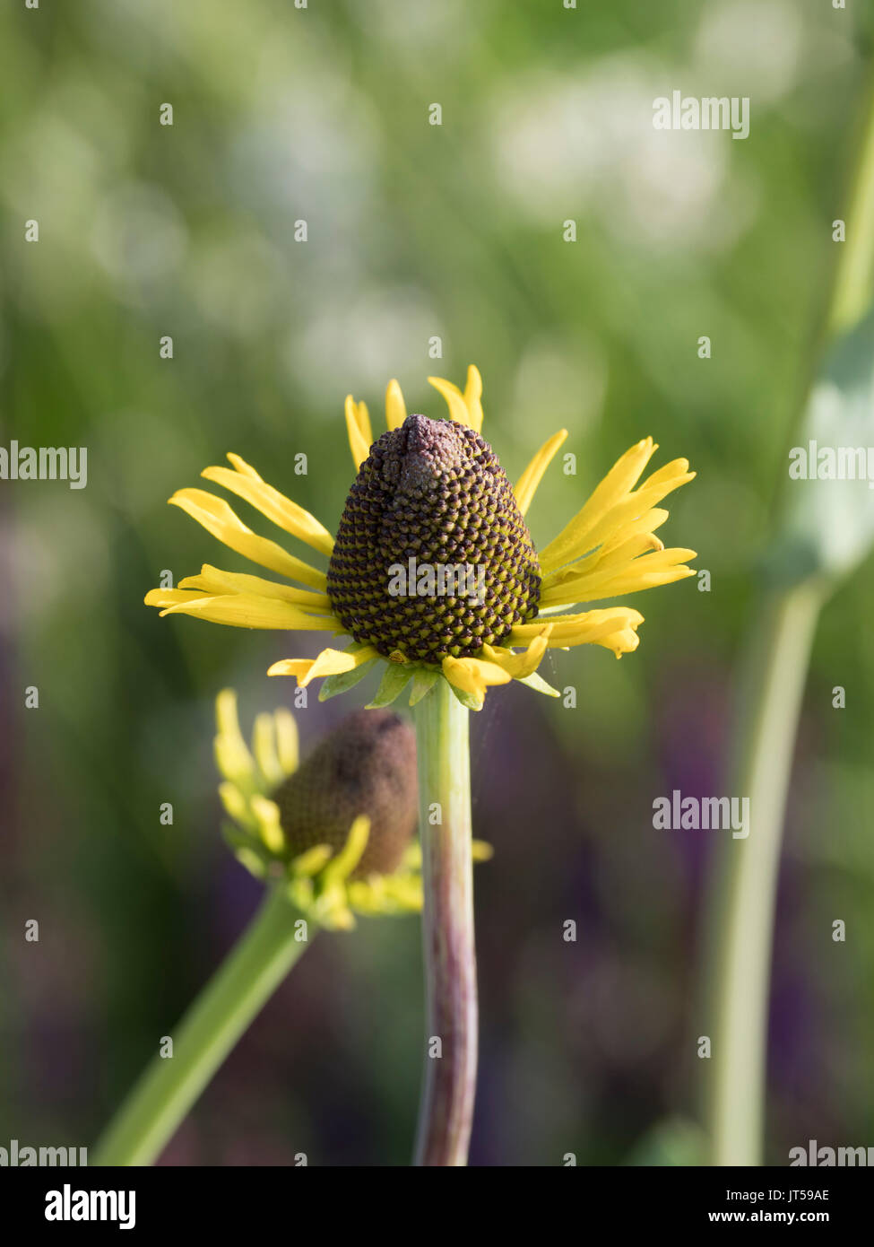 Arrange : Rearrange show garden designed by Anna Rhodes and Joshua ...