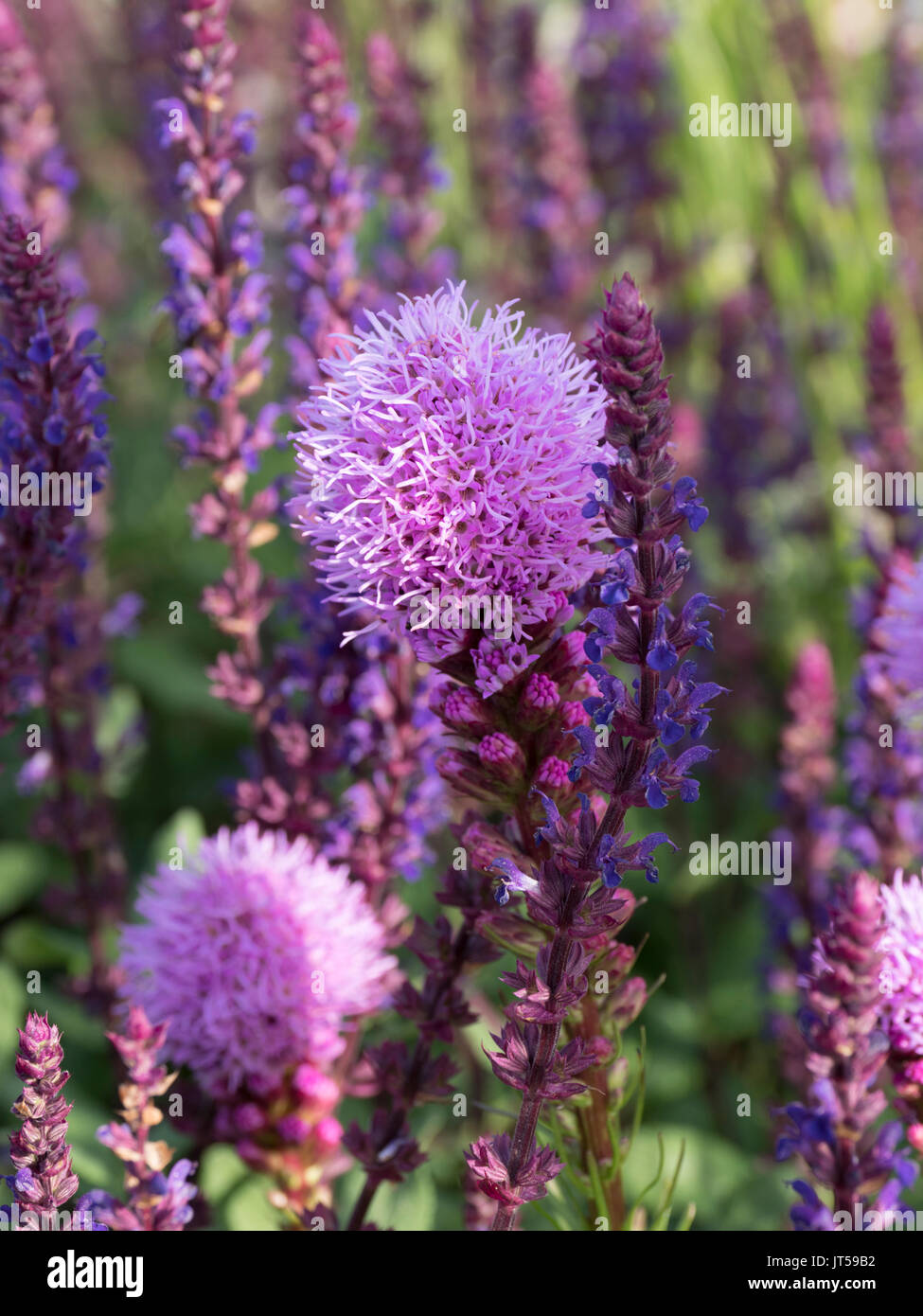 Arrange : Rearrange show garden designed by Anna Rhodes and Joshua ...