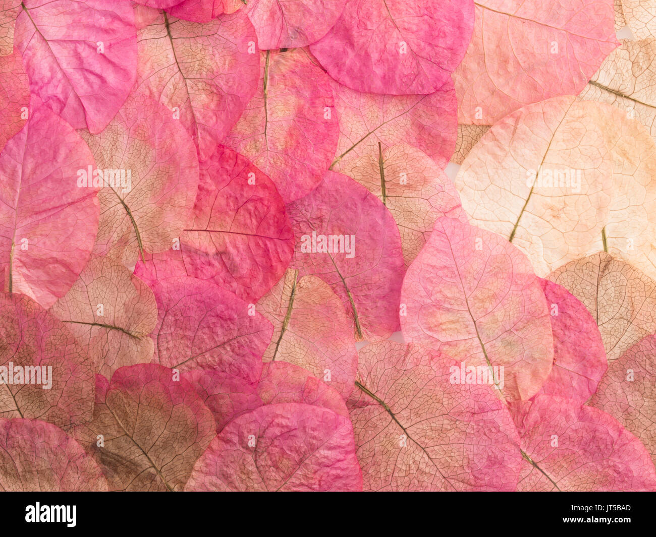 floral petals background Stock Photo - Alamy