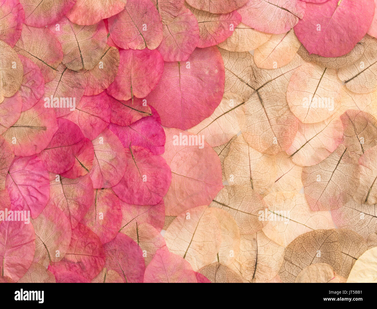 floral petals background Stock Photo - Alamy