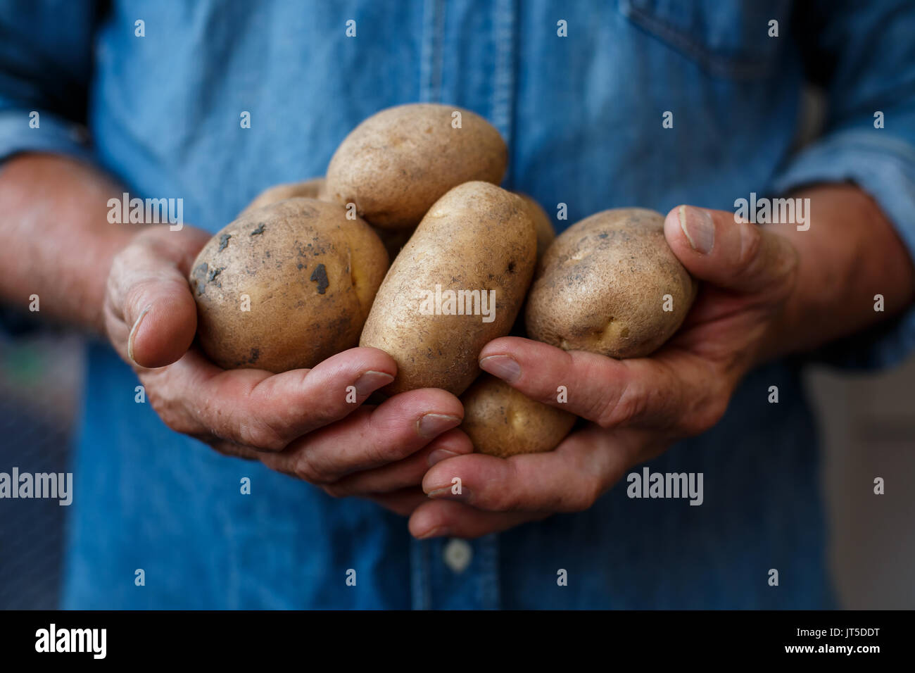 Farmer with potatoes in his hands Stock Photo - Alamy