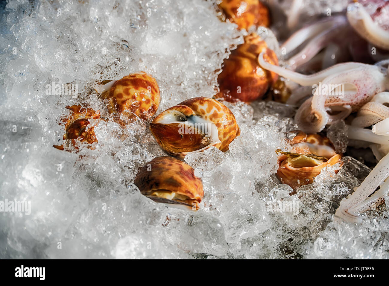 Whelk fishing hi-res stock photography and images - Alamy