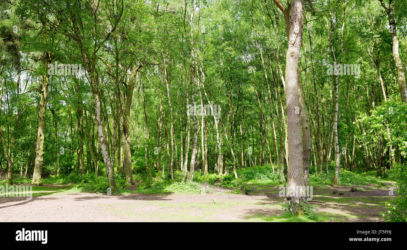 Typical british birch woodland Stock Photo - Alamy