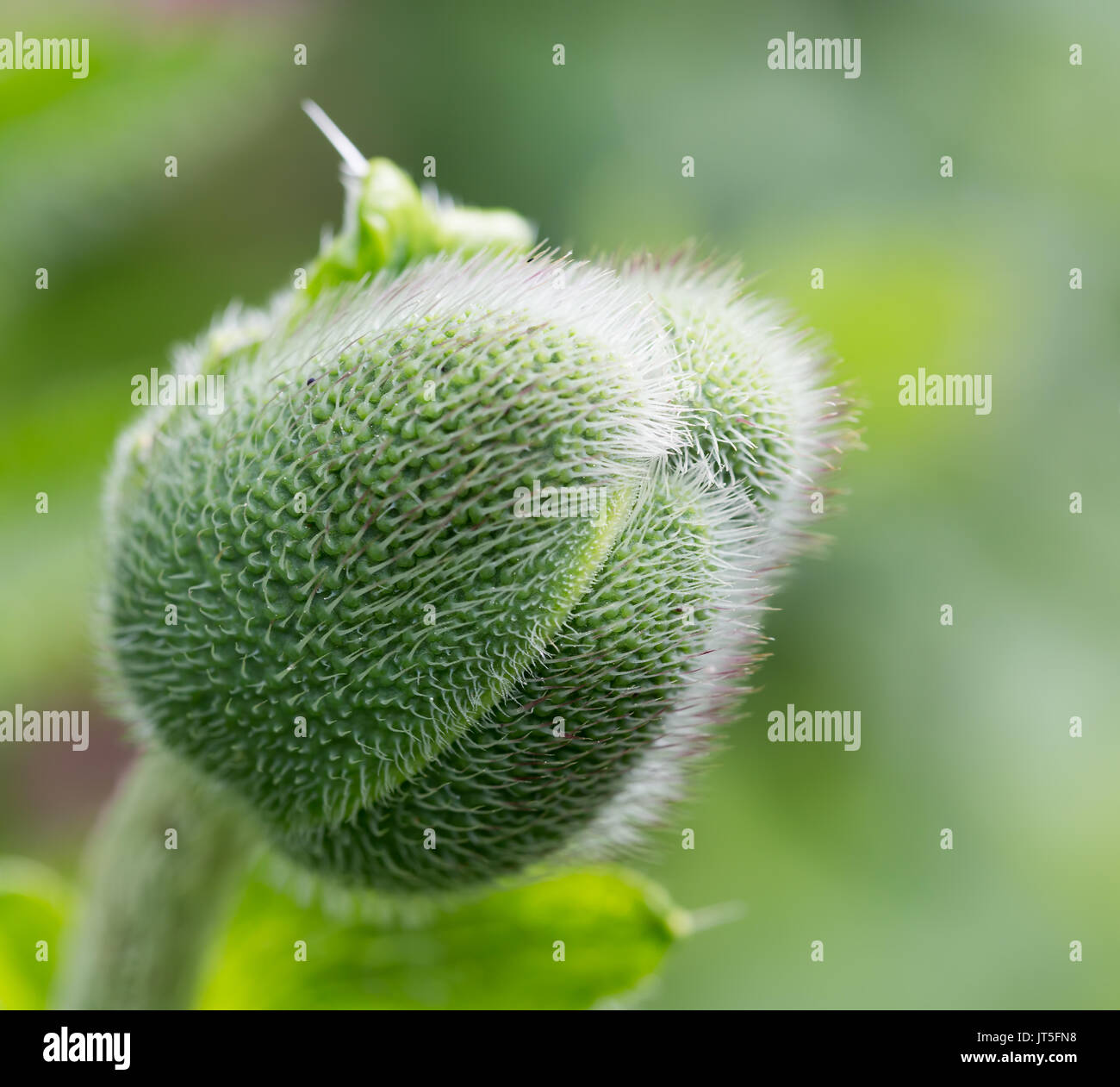 Unopened poppy hi-res stock photography and images - Alamy