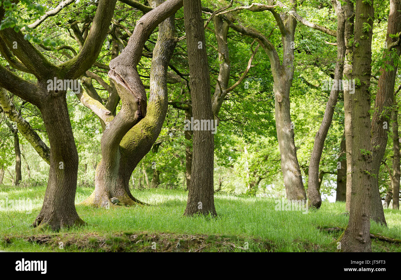 Typical british deciduous woodland Stock Photo - Alamy