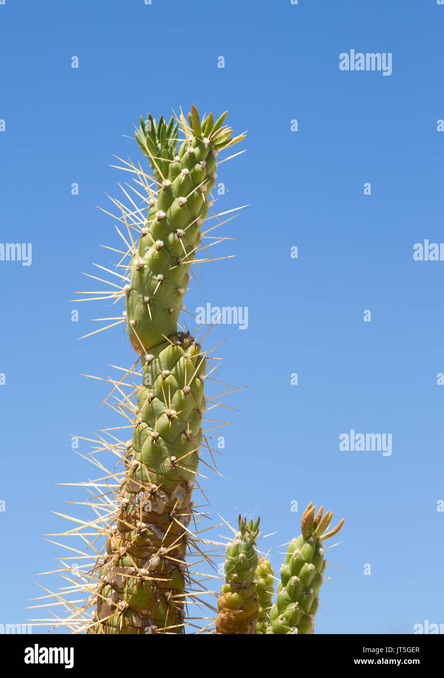 Spiky cactus hi-res stock photography and images - Alamy